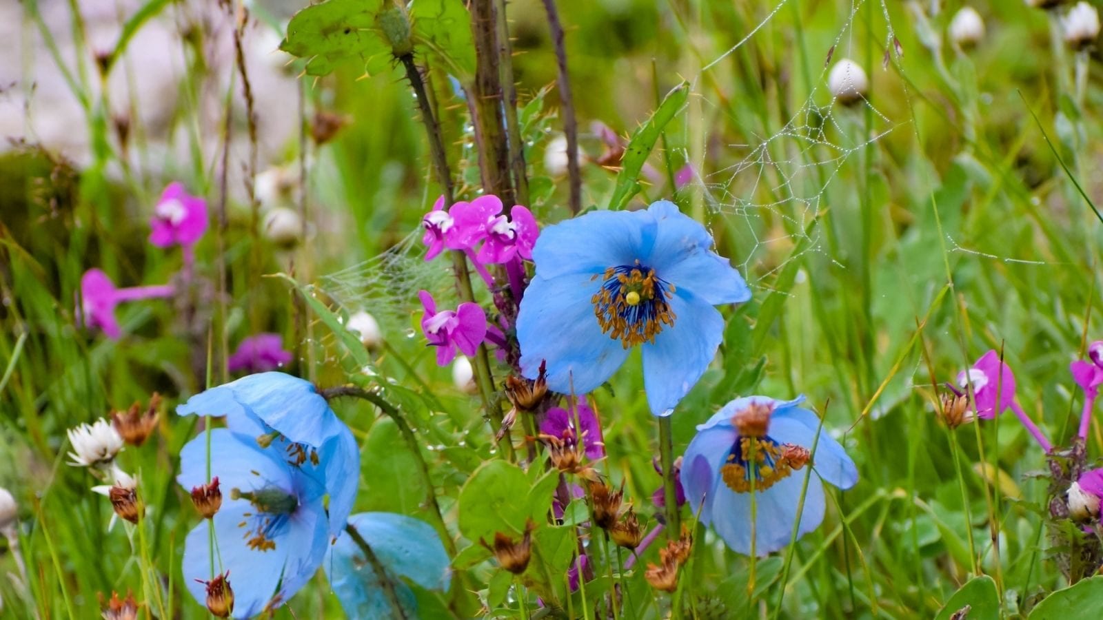 In Pics: 5 Stunning Flower Valleys in India That Must Be On Your Bucket ...