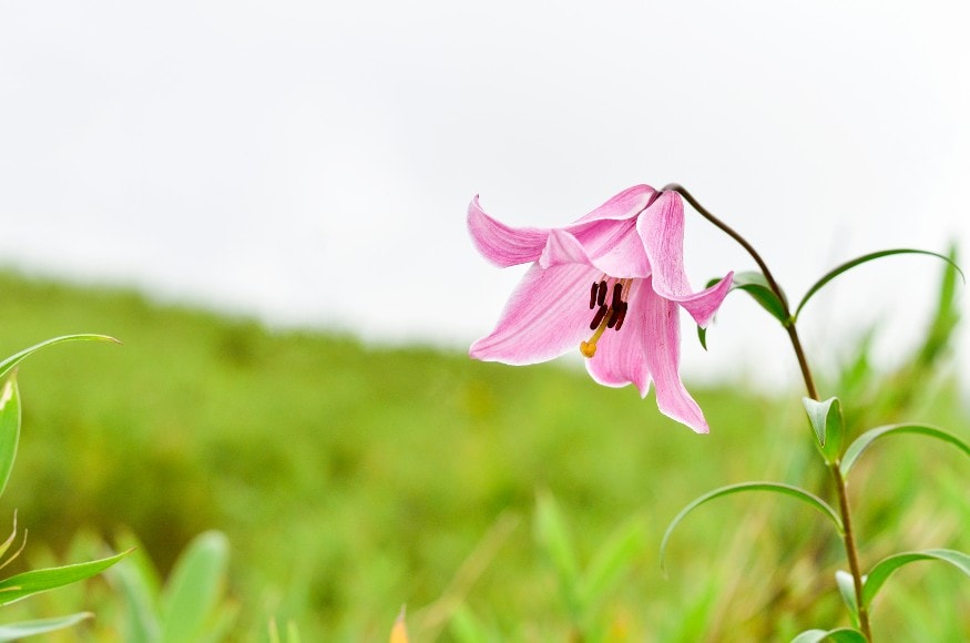 In Pics: 5 Stunning Flower Valleys in India That Must Be On Your Bucket ...