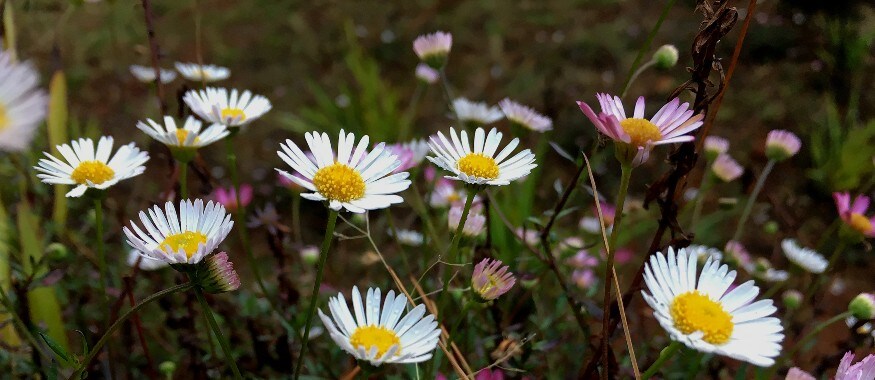 In Pics: 5 Stunning Flower Valleys in India That Must Be On Your Bucket ...