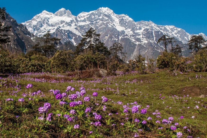 In Pics: 5 Stunning Flower Valleys in India That Must Be On Your Bucket ...