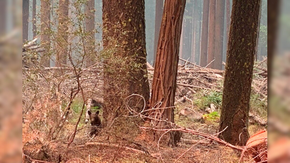 Emaciated Bear Cub May Have Lost Mom To California Wildfire - News18