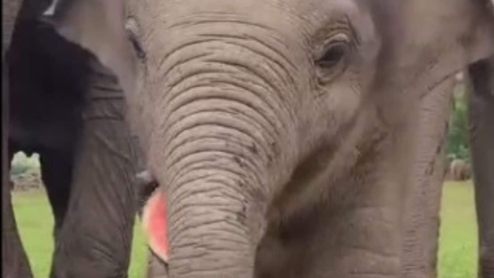 Baby Jumbo's Adorable Attempts at Eating Watermelon Slices is Cuteness ...