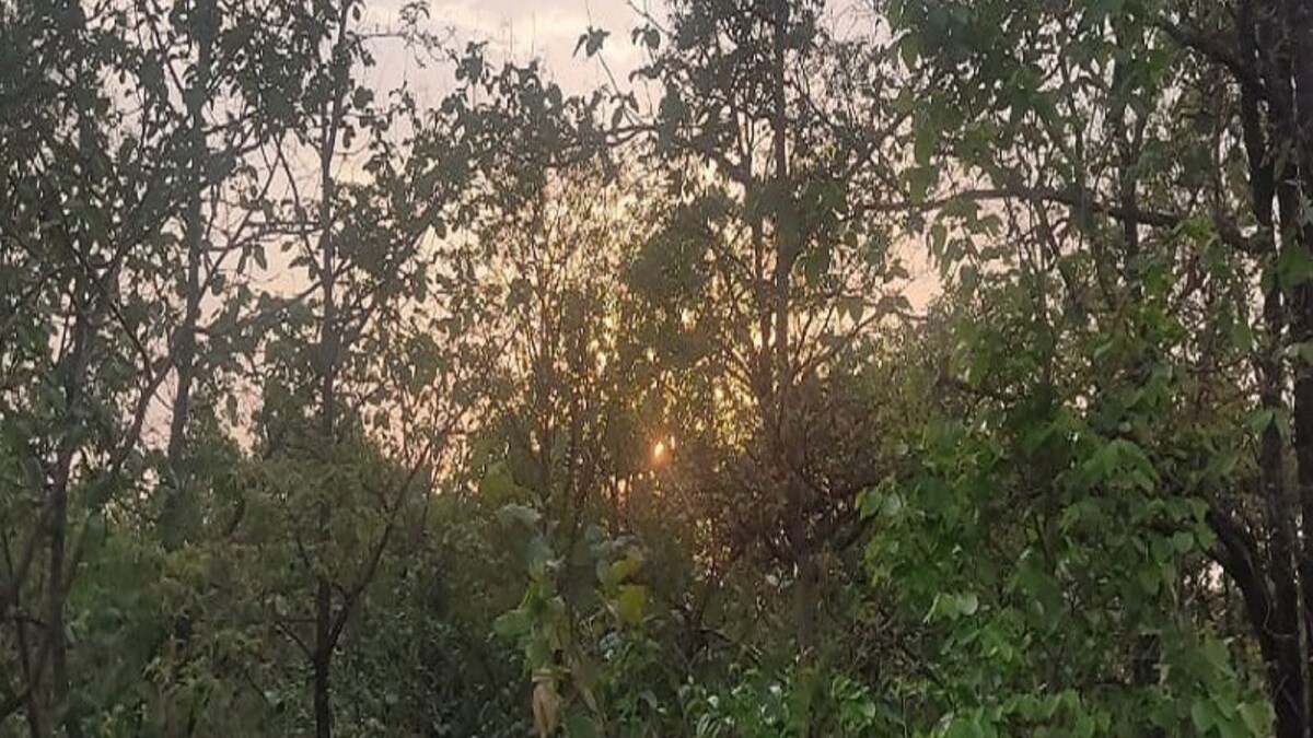 Pleas to Save MP's Buxwaha Forest Reach UNESCO, IUCN; Activists Aim For ...