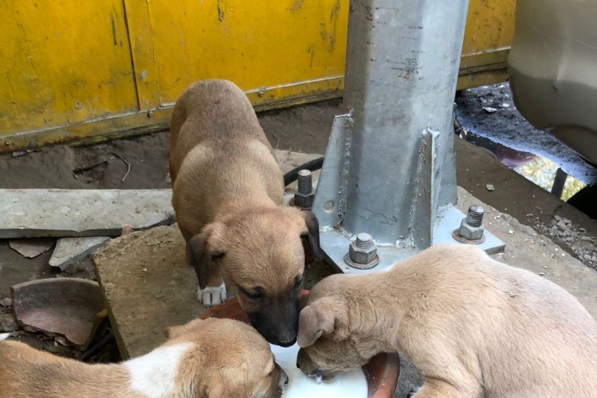 Why Do Dogs Look Away When You Scold Them