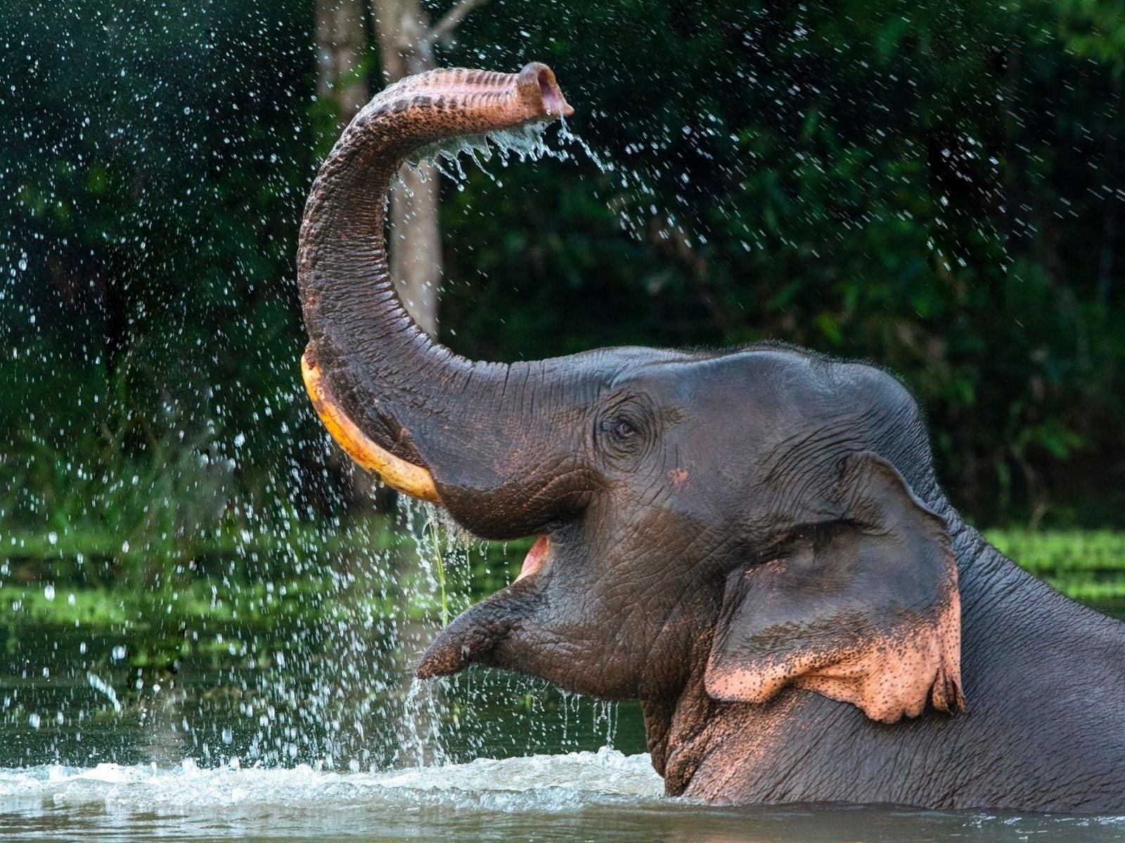 pure happiness ;) : r/Elephants