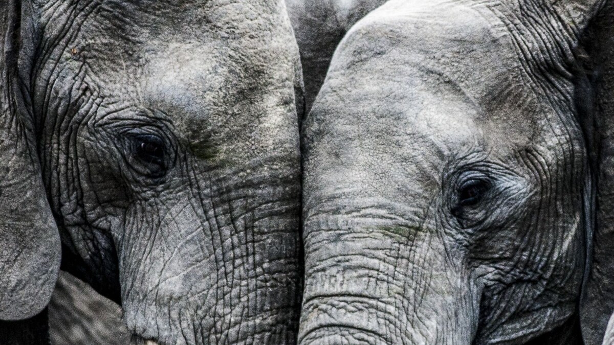 World Elephant Day 2021: History and Significance - News18