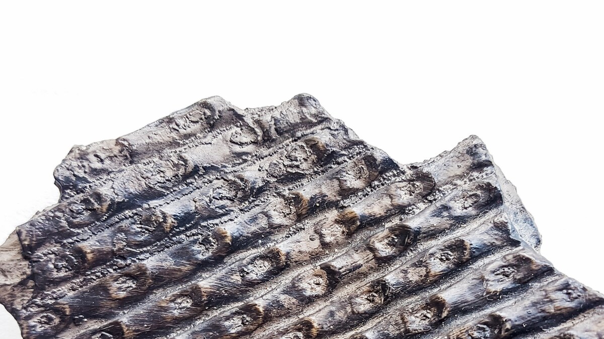 How Did Ancient Plants Move to Land? Fossil Spores May Have the Answer ...