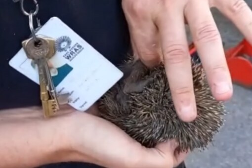 Wildlife Rescue Team Saves Hedgehog Stuck in Drain in East Sussex - News18