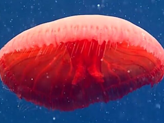 WATCH: New Species of Jellyfish in Crimson Hue Filmed For the First ...