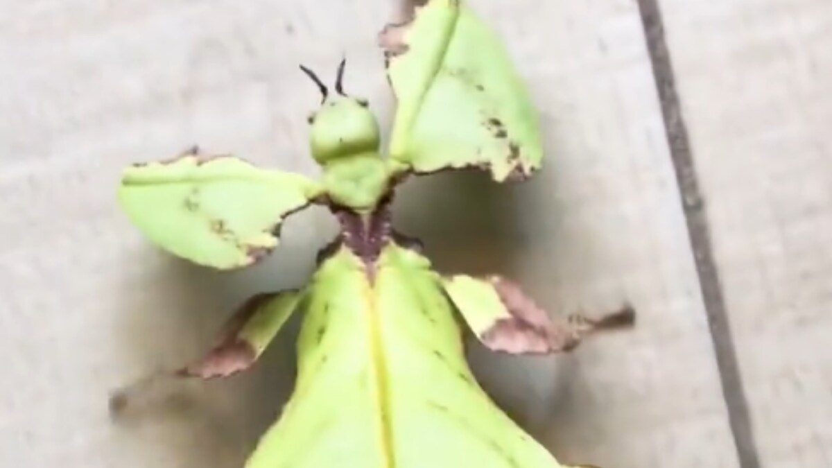 Who Wore it Better – A Leaf Or The World’s Largest Leaf Insect? - News18