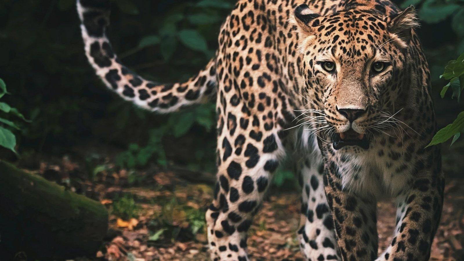Maharashtra: Leopard Trapped in Closed Drain Rescued in 6-hour Op in ...