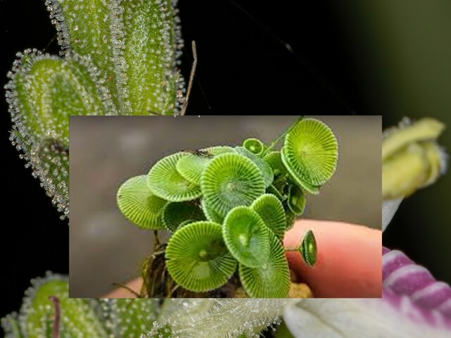 Indian Scientists Discover New ‘Mermaid’ Plant Species in Andaman’s ...
