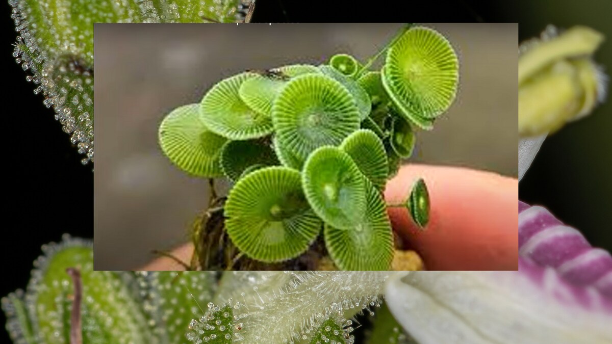 Indian Scientists Discover New ‘Mermaid’ Plant Species in Andaman’s ...