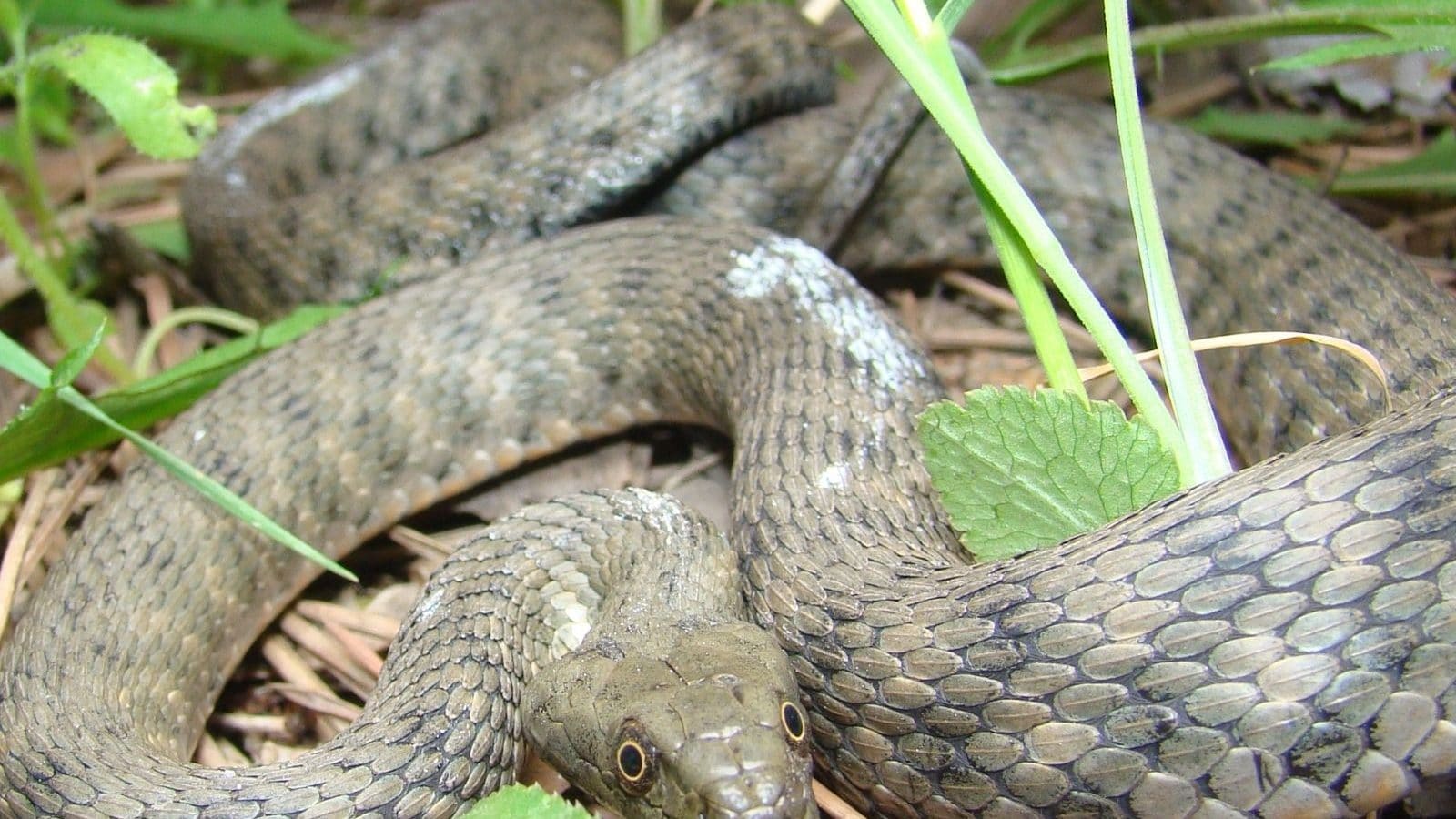 New Snake Species With Red Bindi-like Mark Found in Assam, First Time ...