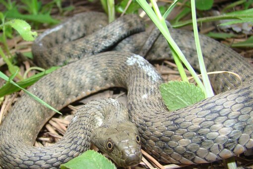 New Snake Species With Red Bindi-like Mark Found in Assam, First Time ...