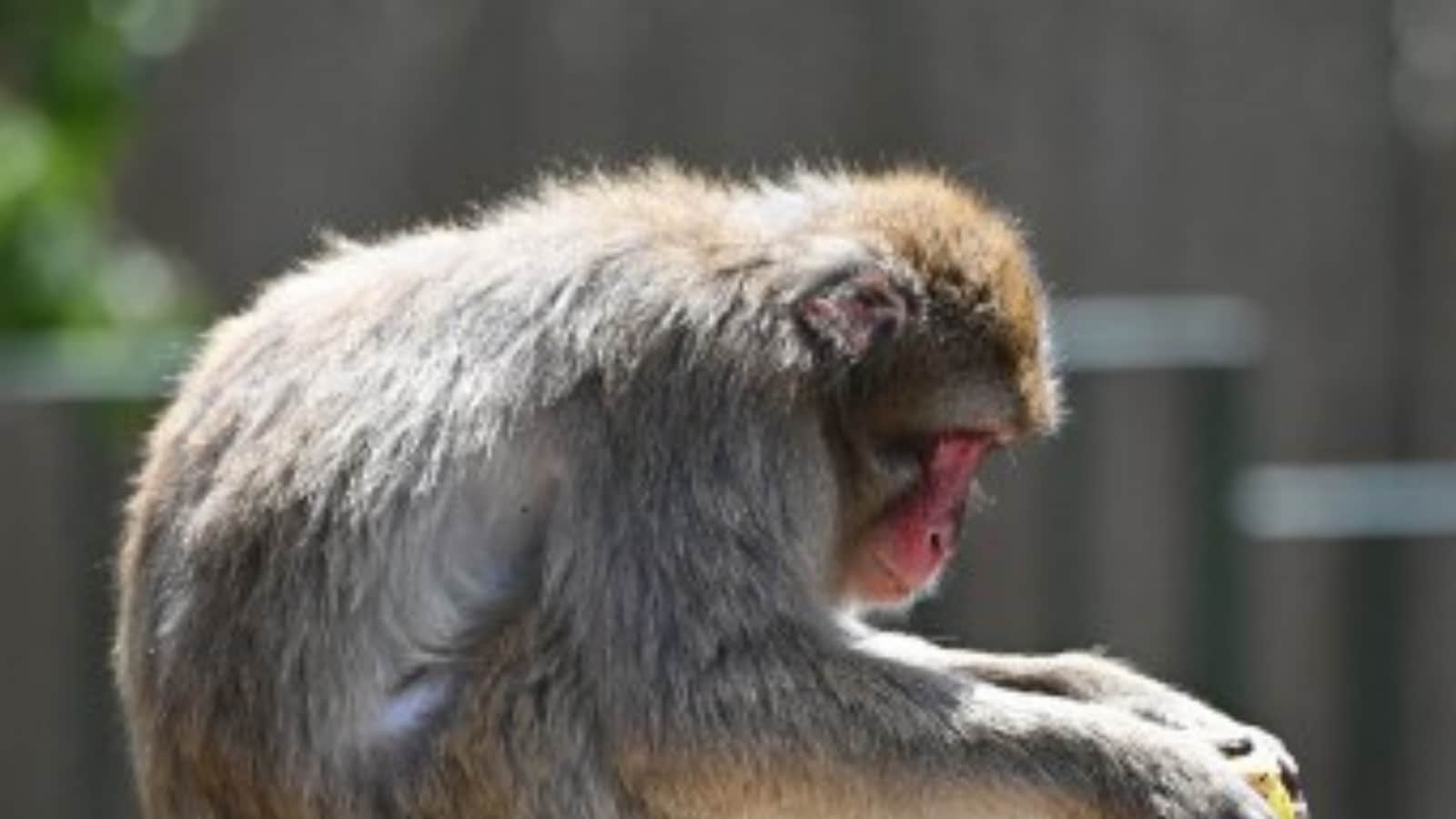 UP Election 2022: Monkeys Damage 34 CCTVs in UP Damage Poll Control ...