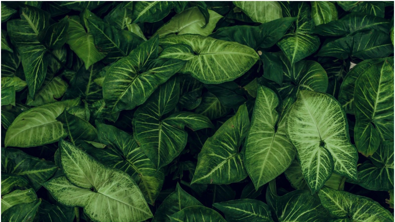 Can Simple Leaves Turn Complex? Study Finds Genes Influence Leaf ...