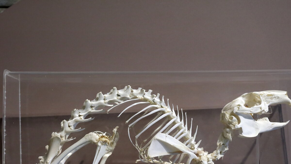 Chinese Scientists Discover Fossil of Strongest and Largest Rodent ...