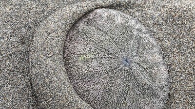 Thousands of 'Sand Dollars' Wash Up on Beach in US, Photos Go Viral ...