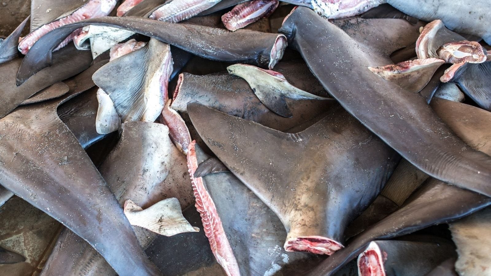 UK to Ban Import and Export of Shark Fins in Efforts for Marine ...