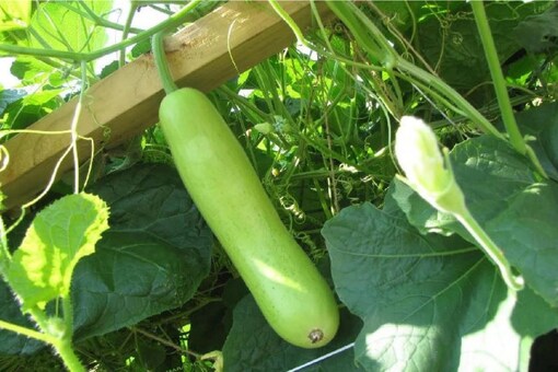 Know The Benefits of Lauki For a Healthy Lifestyle - News18