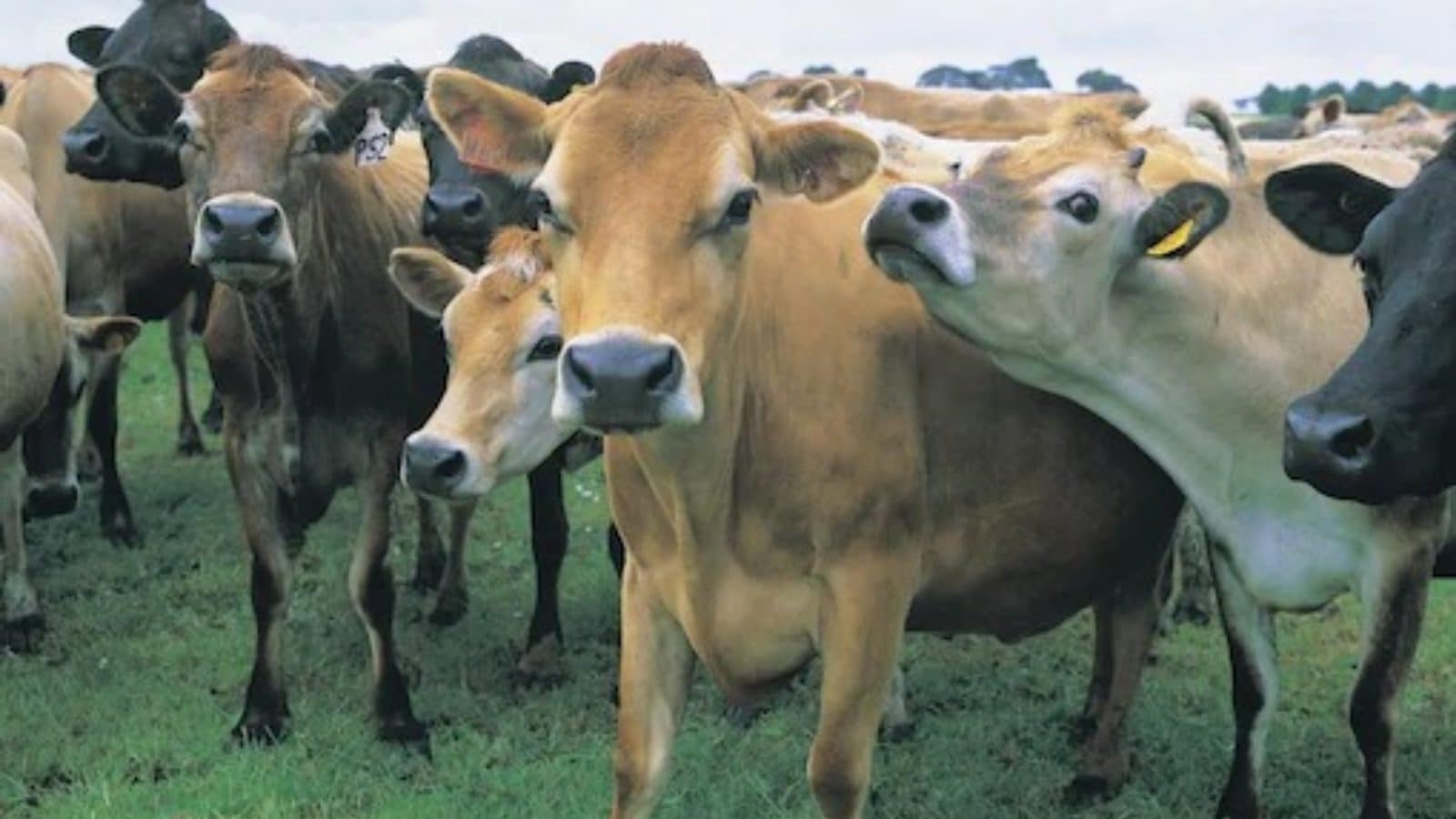 Pet Cows Wreak Havoc on Owner's Property, Damage Plants and Clothes ...
