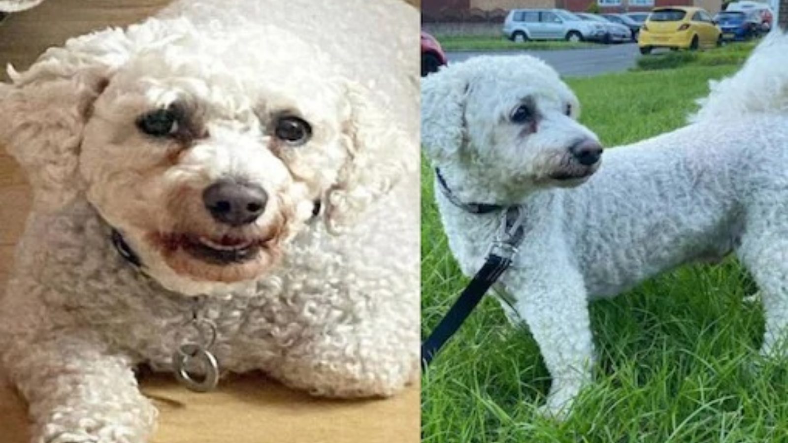 This Dog Couldn't Stand Due to His Weight. A Diet, Exercise Regime ...