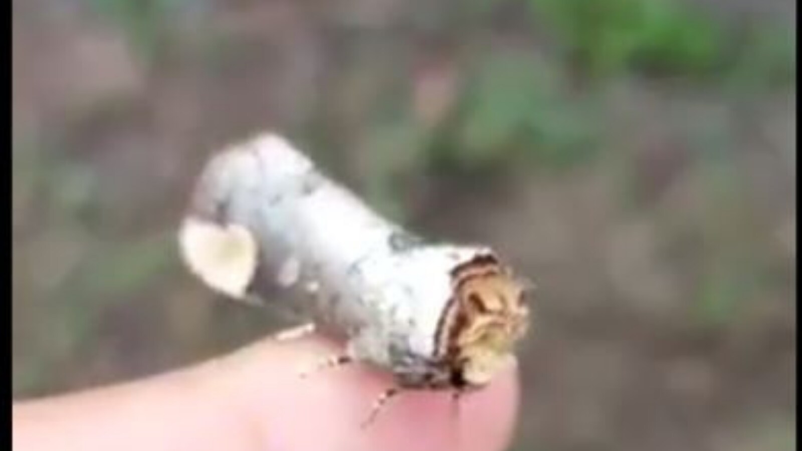 This Moth Resembling a Broken Twig Has Twitter Second-guessing | Buzz ...