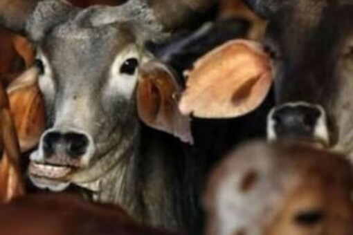 Himanchal Pradesh CM Plans to Conserve, Propagate Genes of Pahari Cows ...