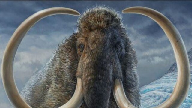 Wooly Mammoths Went Extinct Just 5,000 Years Ago, Points DNA Evidence ...