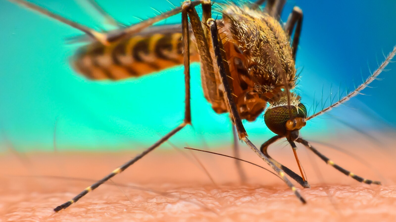 World Mosquito Day: How A British Doctor Discovered Malaria in India ...