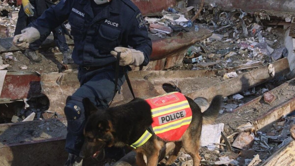 Two Weeks After 9/11, Rescue Dogs Had Continued to Look For Survivors ...
