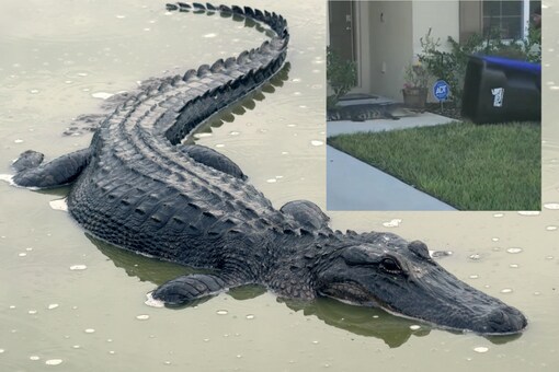WATCH: Florida Man Uses Empty Trash Can to Trap Alligator in Backyard ...