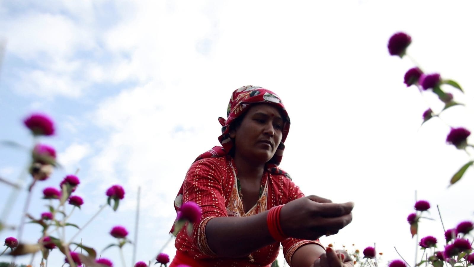 Amaranth Plant: What is it And Reason Behind its Rising Popularity ...