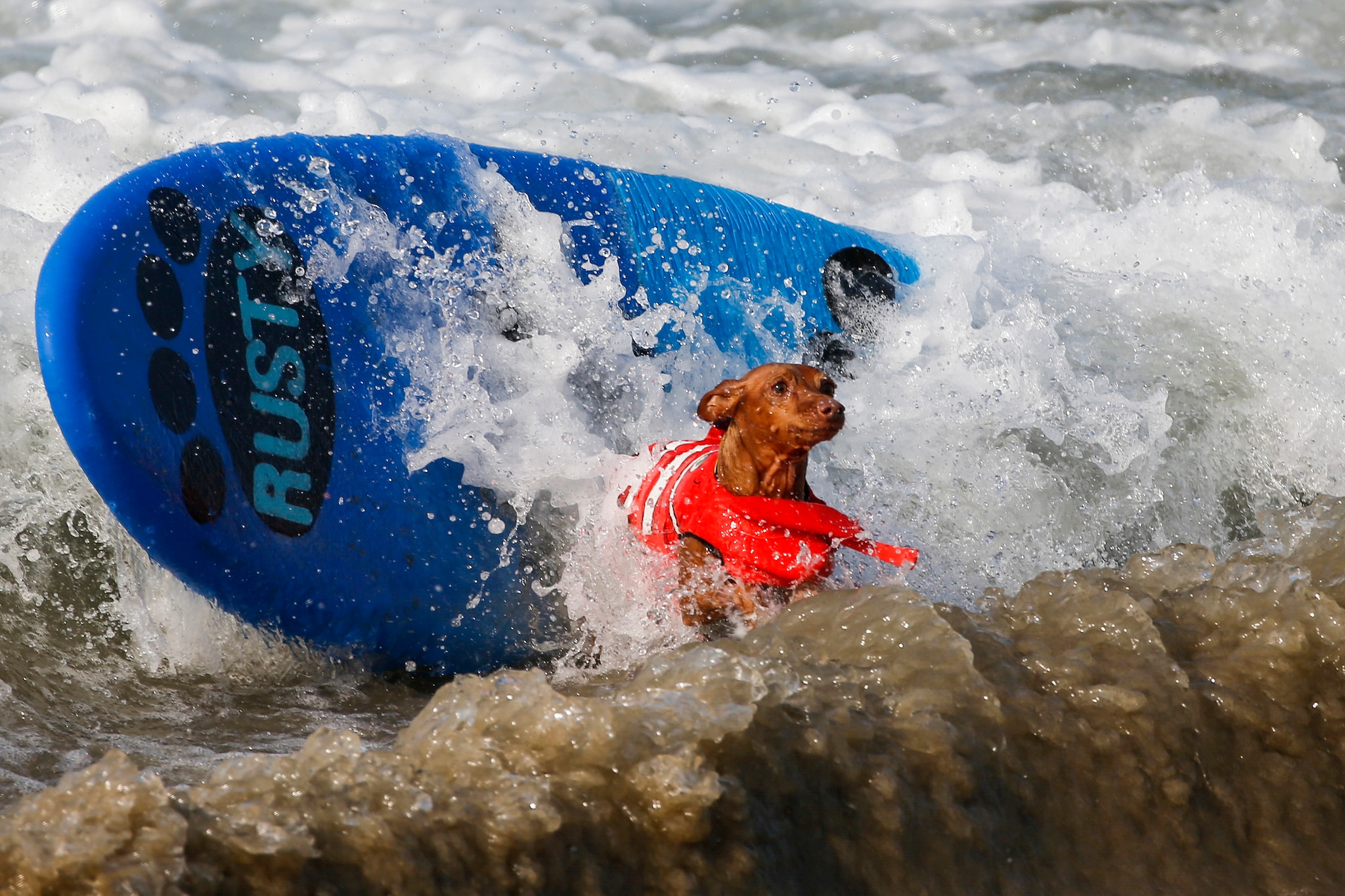 In Photos: Canines Compete in 'Surf City Surf Dog' Event at Californian ...