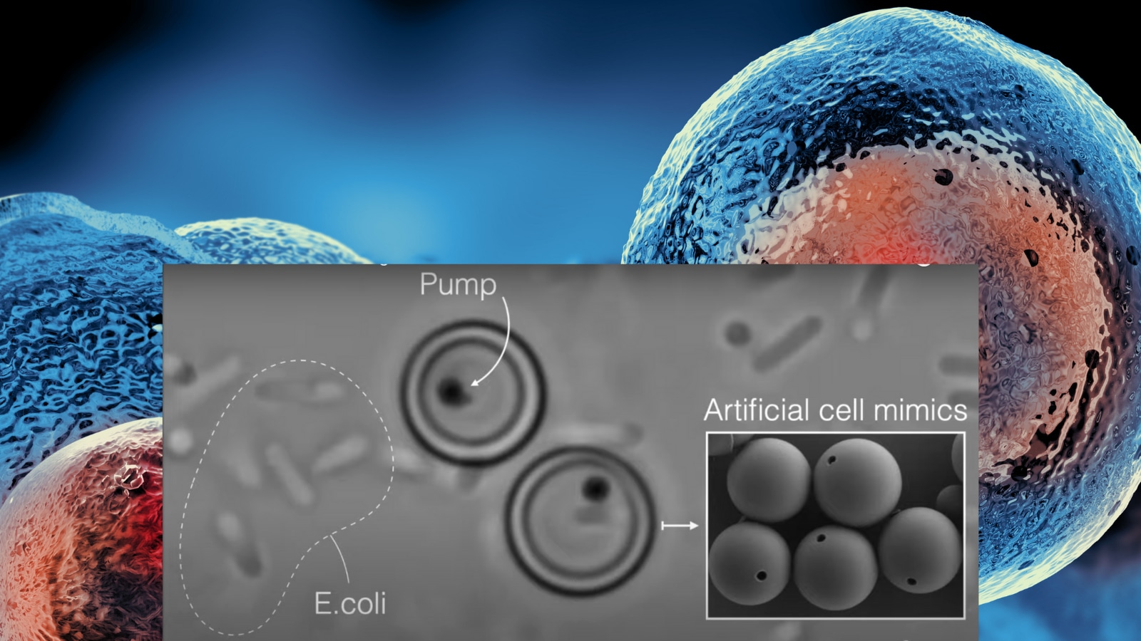 US Researchers Develop Artificial Cell-like Structure that Mimics ...