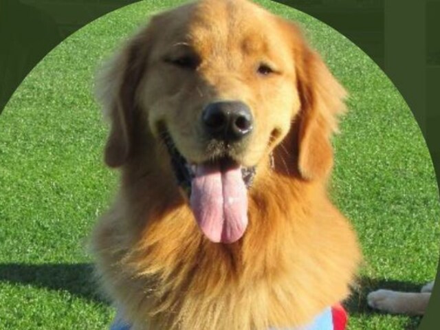 WATCH: Excited Bat Dog 'Rookie' Invades Pitch During Minor League ...