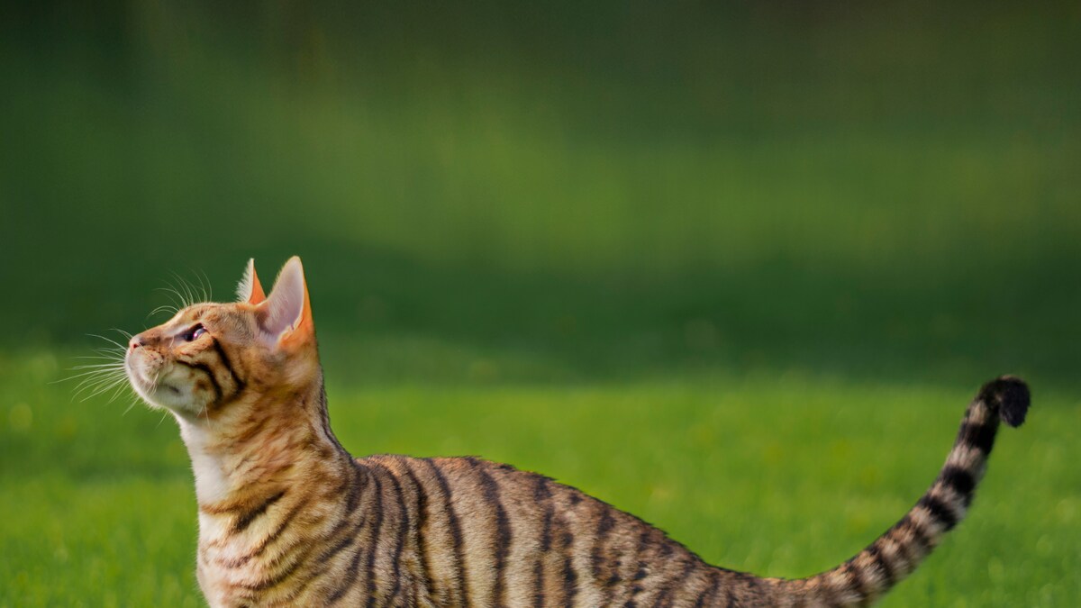 How Do Tabby Cats Get Their Stripes? New Study Reveals Unique Genetic ...