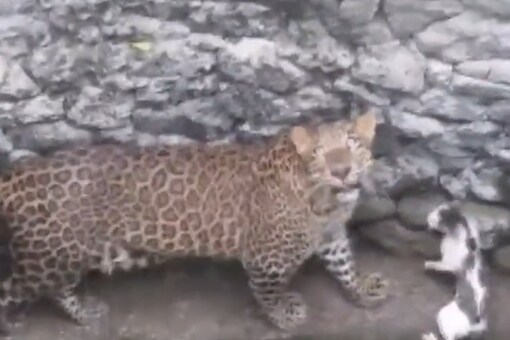 Last Spotted in South Africa, Rare ‘Strawberry’ Leopard Sighted in ...