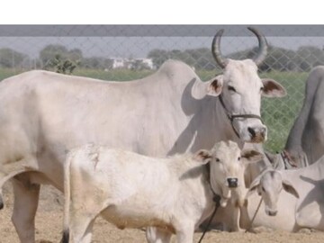 Karnataka Govt Directs Its Temples to Conduct Cow-worship on 'Govardhan ...