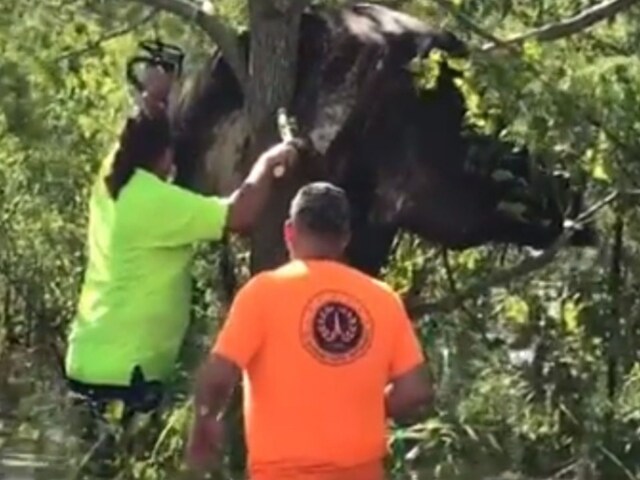 Cow Gets Wedged in Tree After Hurricane Ida Wreaks Havoc in US, Video ...