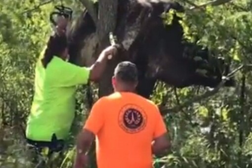 Cow Gets Wedged in Tree After Hurricane Ida Wreaks Havoc in US, Video ...