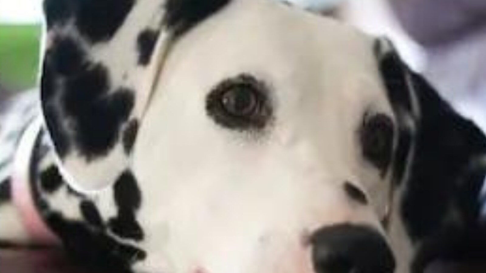 Meet Marshall, the Adorable Dalmatian Who Throws Tantrums When Told 'It ...