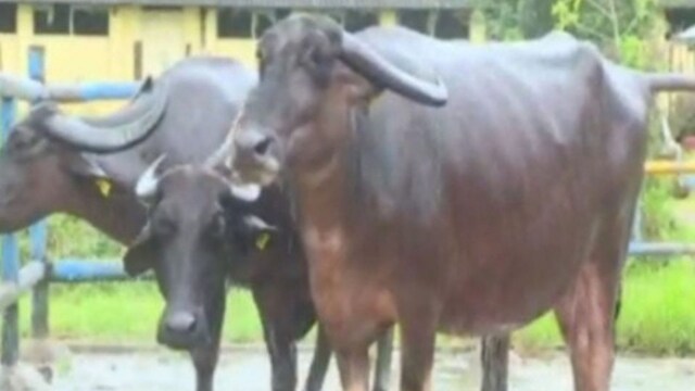 Indigenous Buffalo Breed from Karnataka's Dharwad Wins National ...