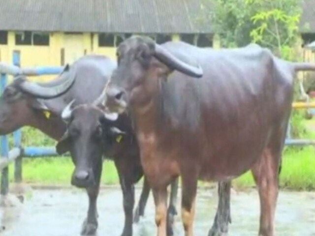 Indigenous Buffalo Breed from Karnataka's Dharwad Wins National ...