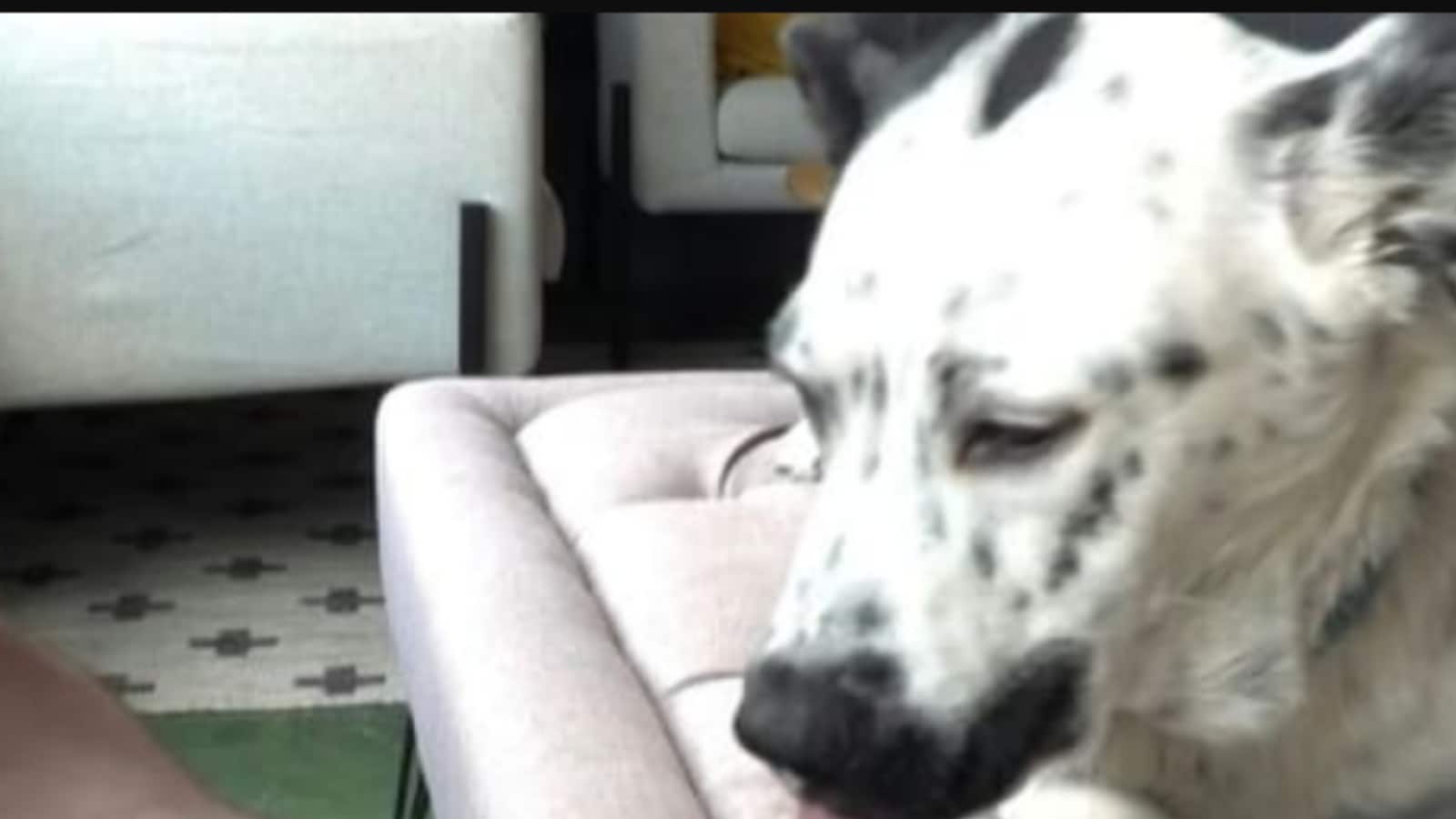 US Startup Aims to Transform Pet Food with Lab-made Chow | Buzz News ...