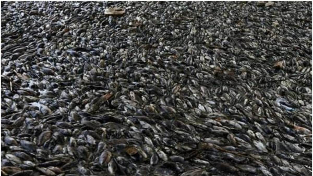 Fisherman from Maharashtra Gets Lucky As He Nets Ghol Fish Worth Rs 1. ...