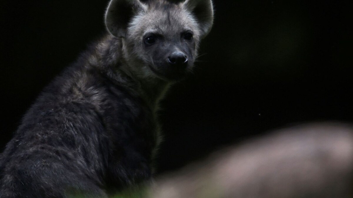 Rare Striped Hyena Caught on Camera at Delhi Sanctuary for First Time ...