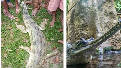 'Strange' Reptile Caught in Fishing Net in Begusarai is Actually Common ...