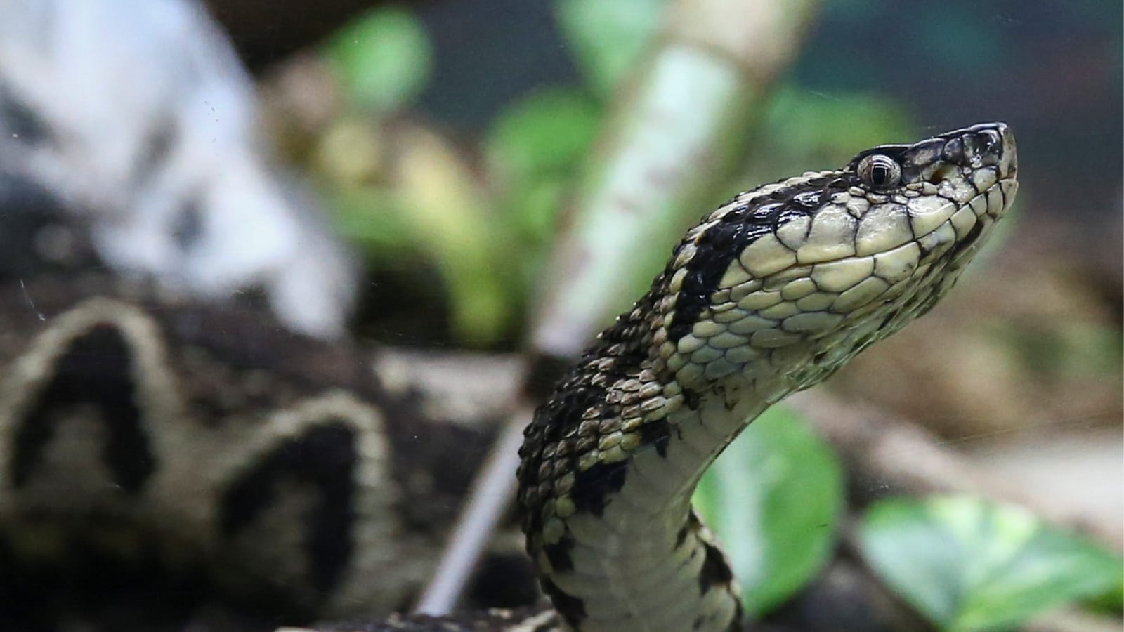 This Viper Snake Venom Could Help Find a Cure to Covid-19 Virus